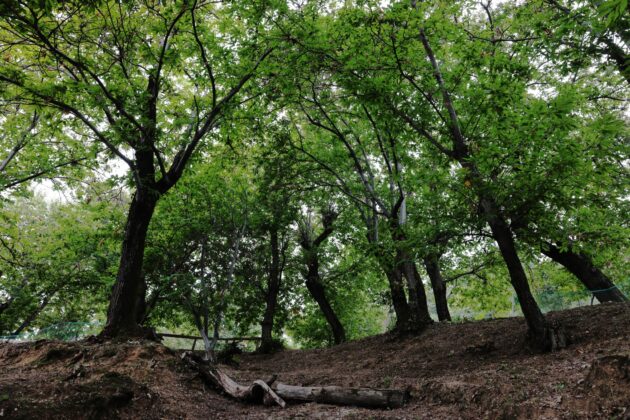 80ª Festa dei Marroni di Combai: un'edizione da non perdere - Eventi Venetando