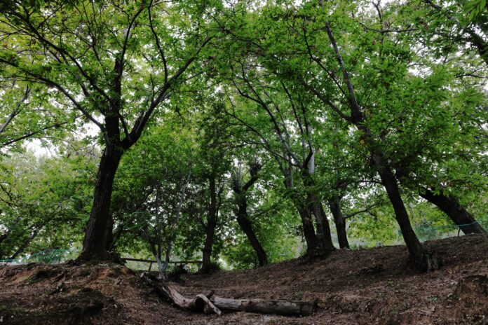 80ª Festa dei Marroni di Combai: un'edizione da non perdere - Eventi Venetando