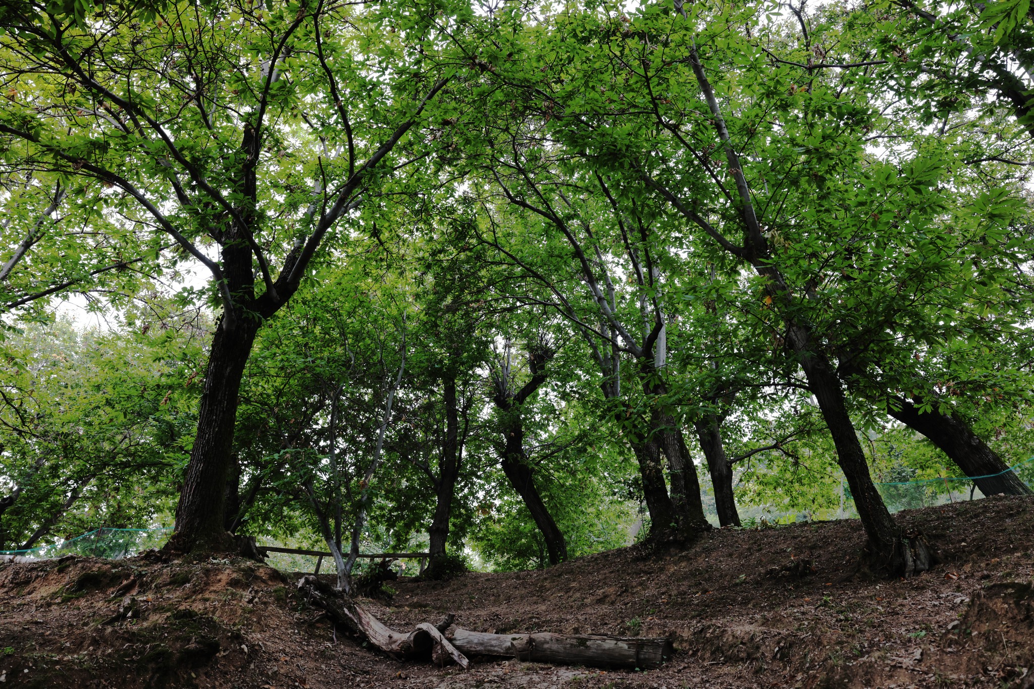 80ª Festa dei Marroni di Combai: un'edizione da non perdere - Eventi Venetando